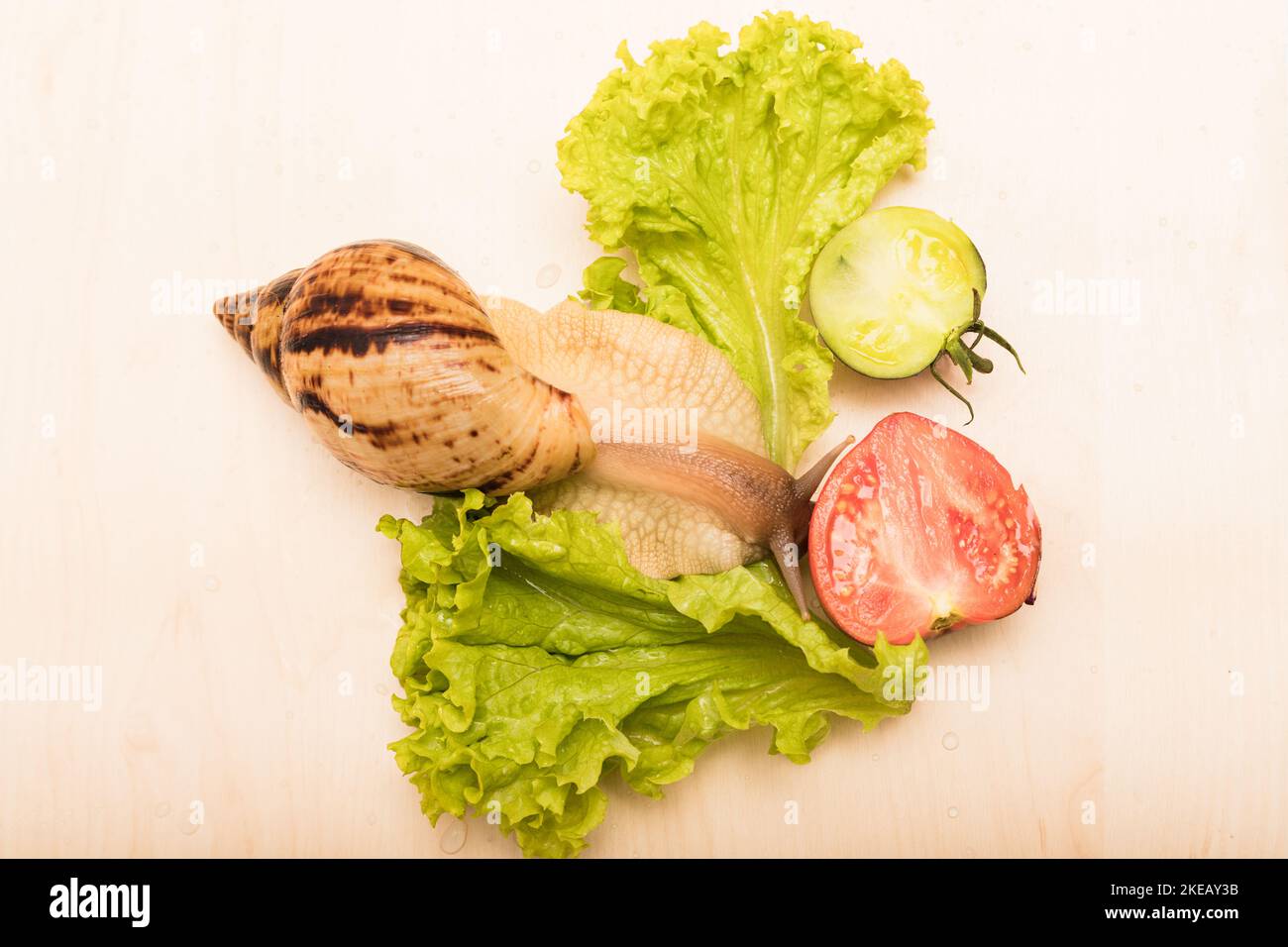 Large achatina snail eats lettuce leaf. Vegetarianism, animal welfare ...
