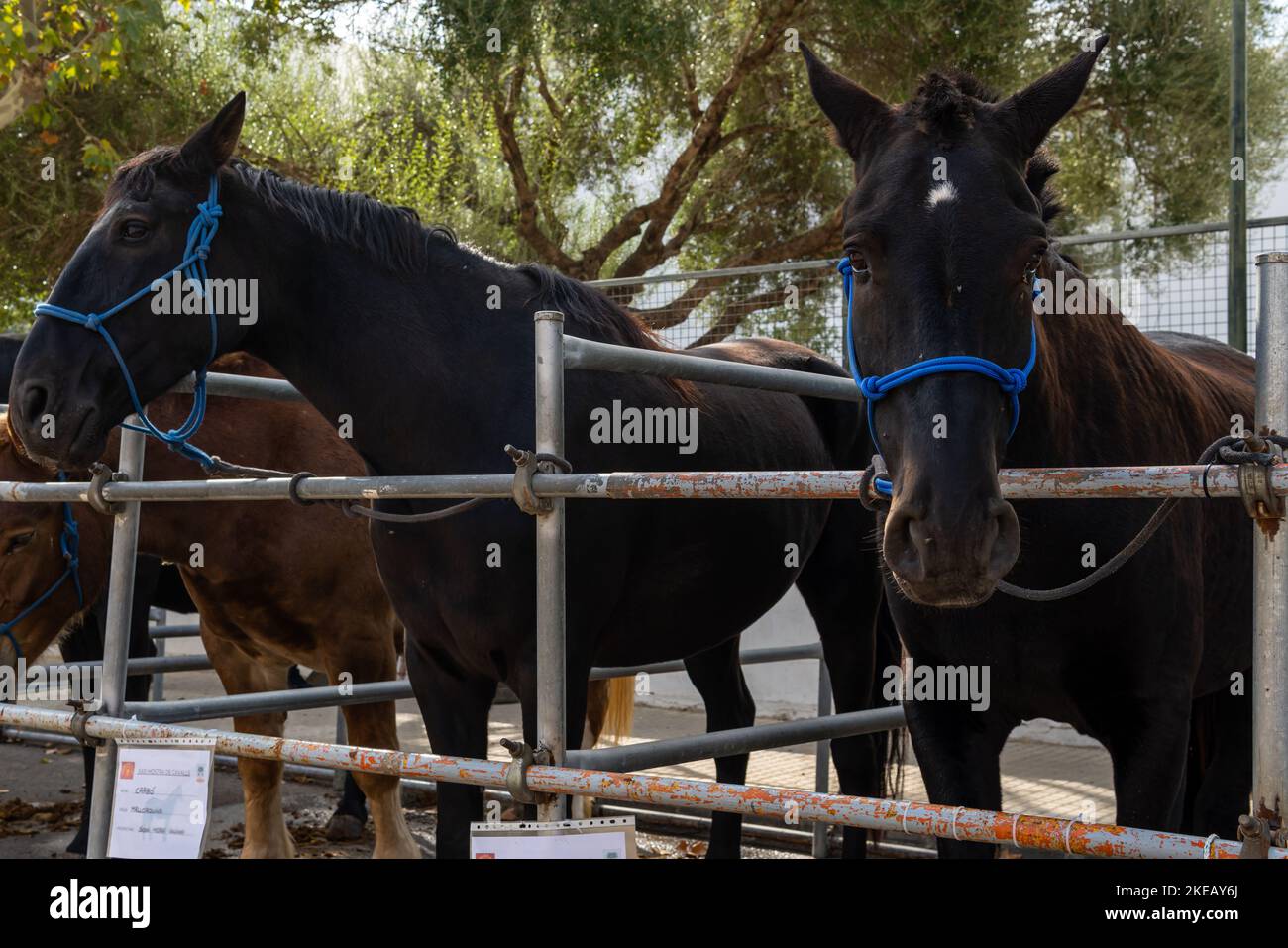 Annual autumn farm animal exhibition fair in the Majorcan town of ...