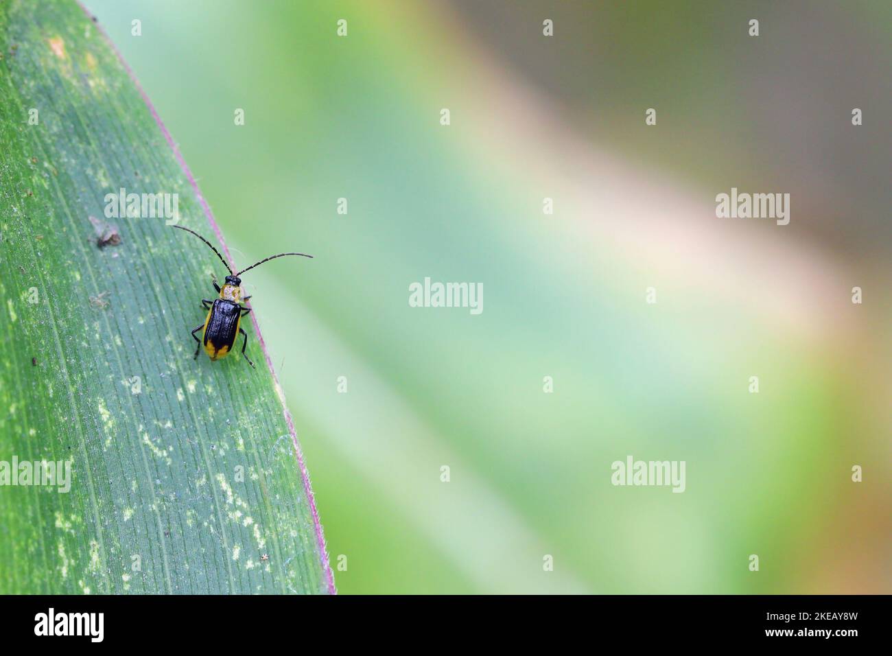 The Western Corn Rootworm Diabrotica Virera Virera Is One Of The