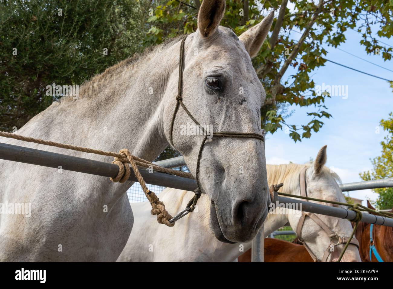Annual autumn farm animal exhibition fair in the Majorcan town of ...