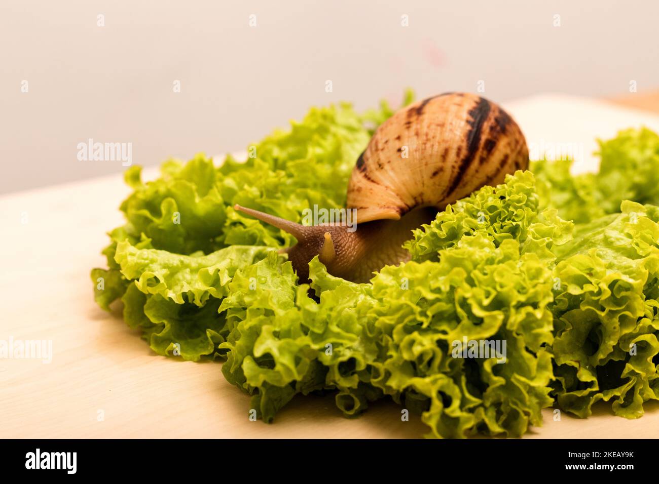 Large achatina snail eats lettuce leaf. Vegetarianism, animal welfare ...