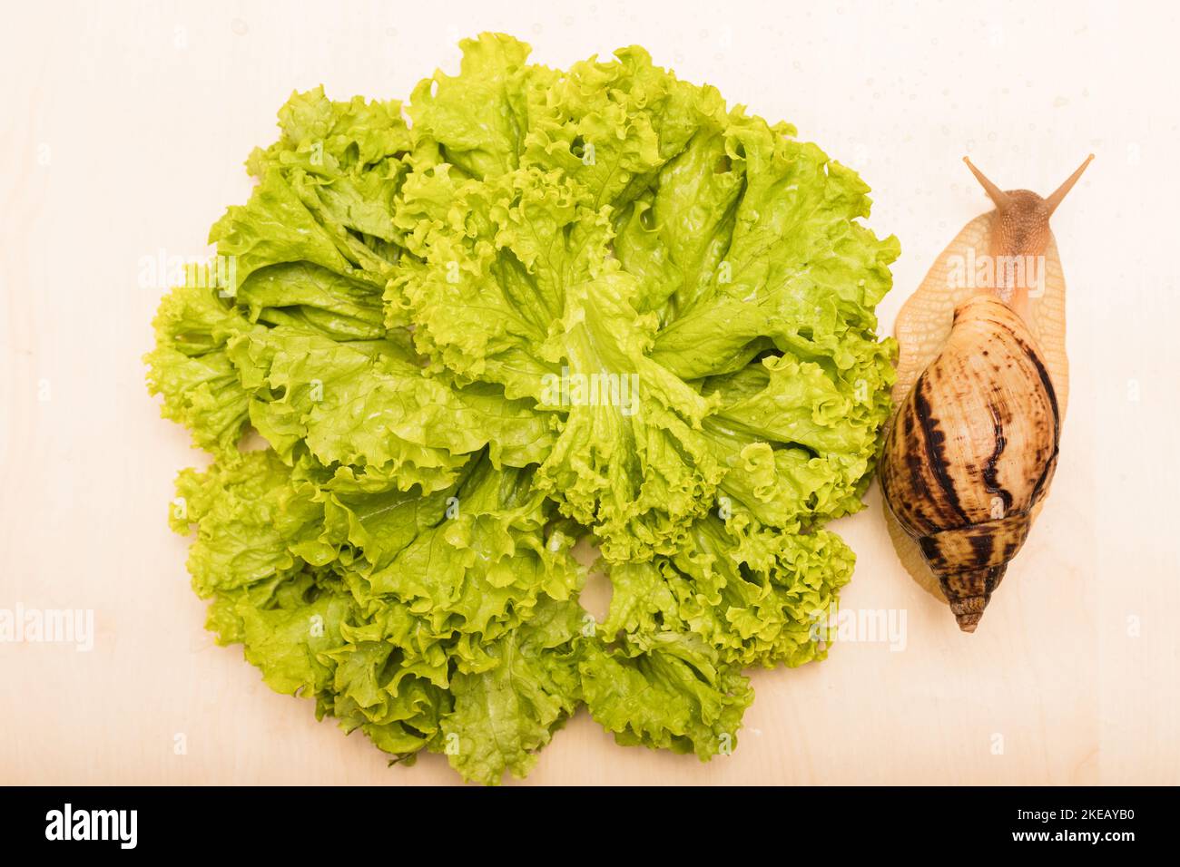 Large achatina snail eats lettuce leaf. Vegetarianism, animal welfare ...