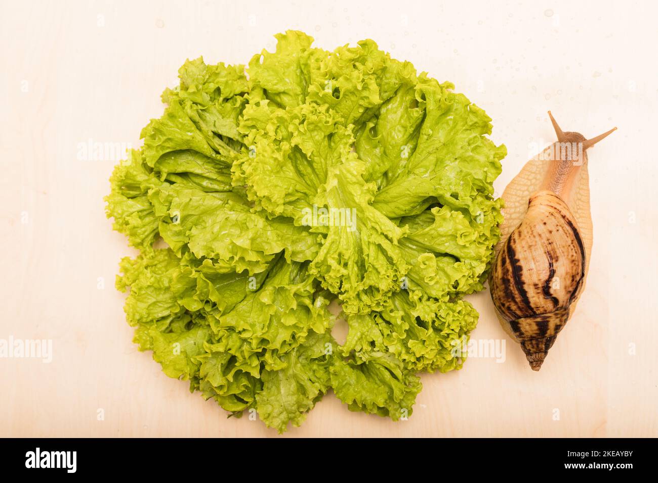 Large achatina snail eats lettuce leaf. Vegetarianism, animal welfare ...