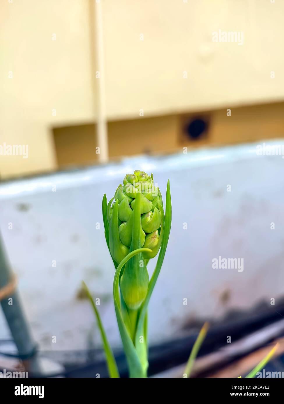 A vertical shot of Tuberose flower buds Stock Photo - Alamy