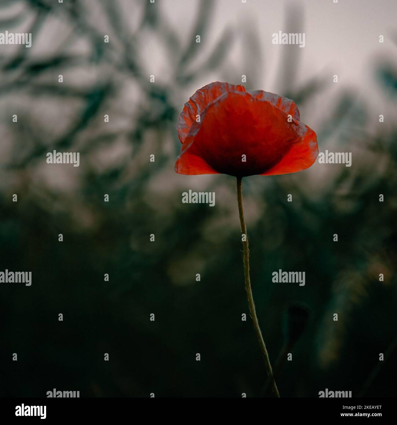 A closeup shot of a red poppy flower in the garden Stock Photo - Alamy