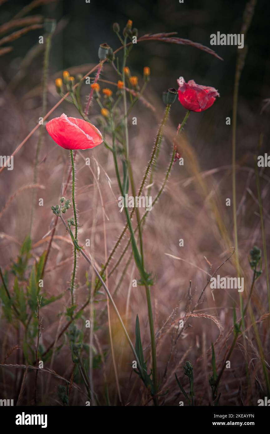 A closeup shot of a red poppy flower in the garden Stock Photo - Alamy