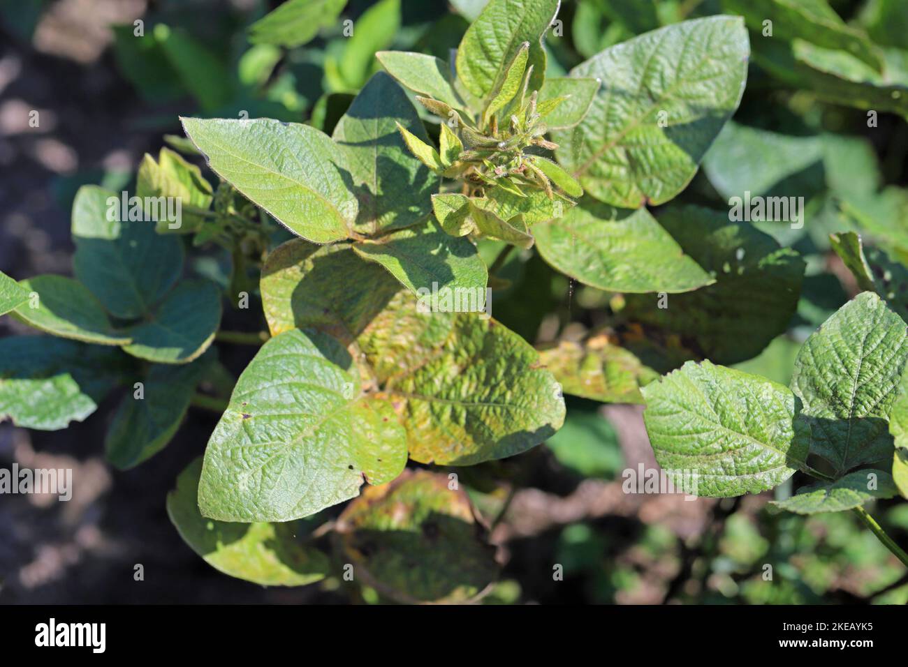 Soybean plants damaged by Red Spider Mite (Tetranychus urticae Stock ...