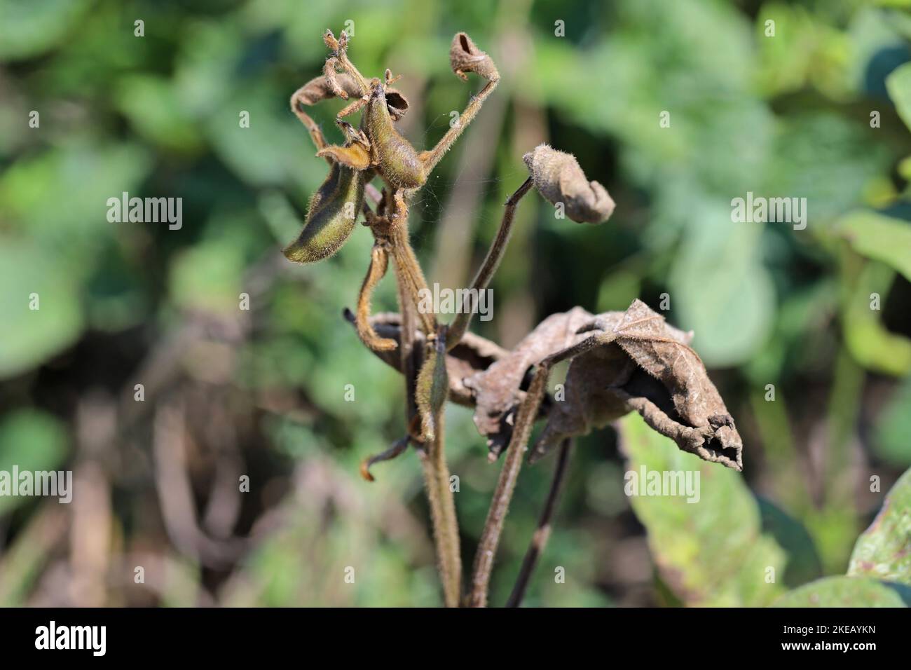 Soybean plants damaged by Red Spider Mite (Tetranychus urticae Stock ...