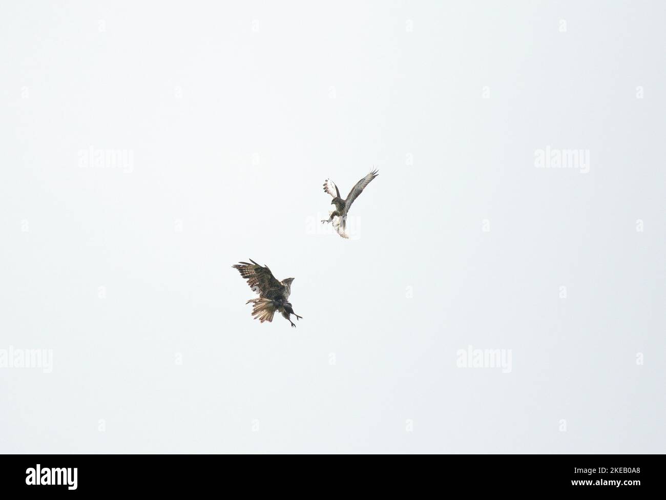 Buzzards are large wild birds hi-res stock photography and images - Alamy