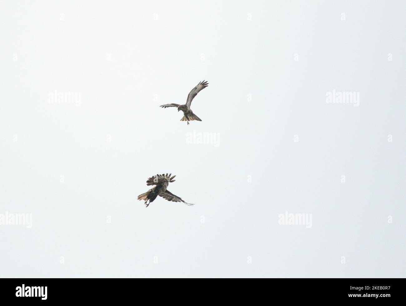 Buzzards are large wild birds hi-res stock photography and images - Alamy