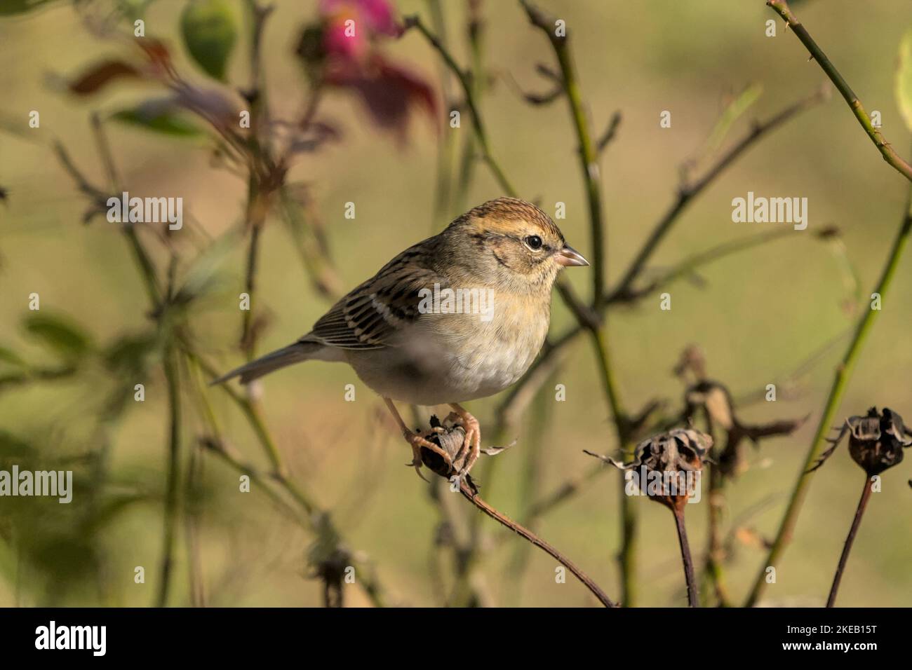 Hi resolution, bird portrait, bird, birds, sparrow, chipping sparrow, bird watching Stock Photo ...