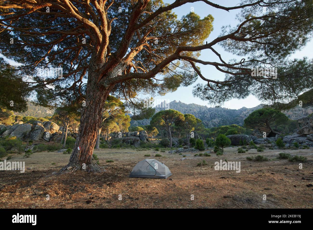 A tent under the big tree among beautiful nature landscape. Summer hike ...