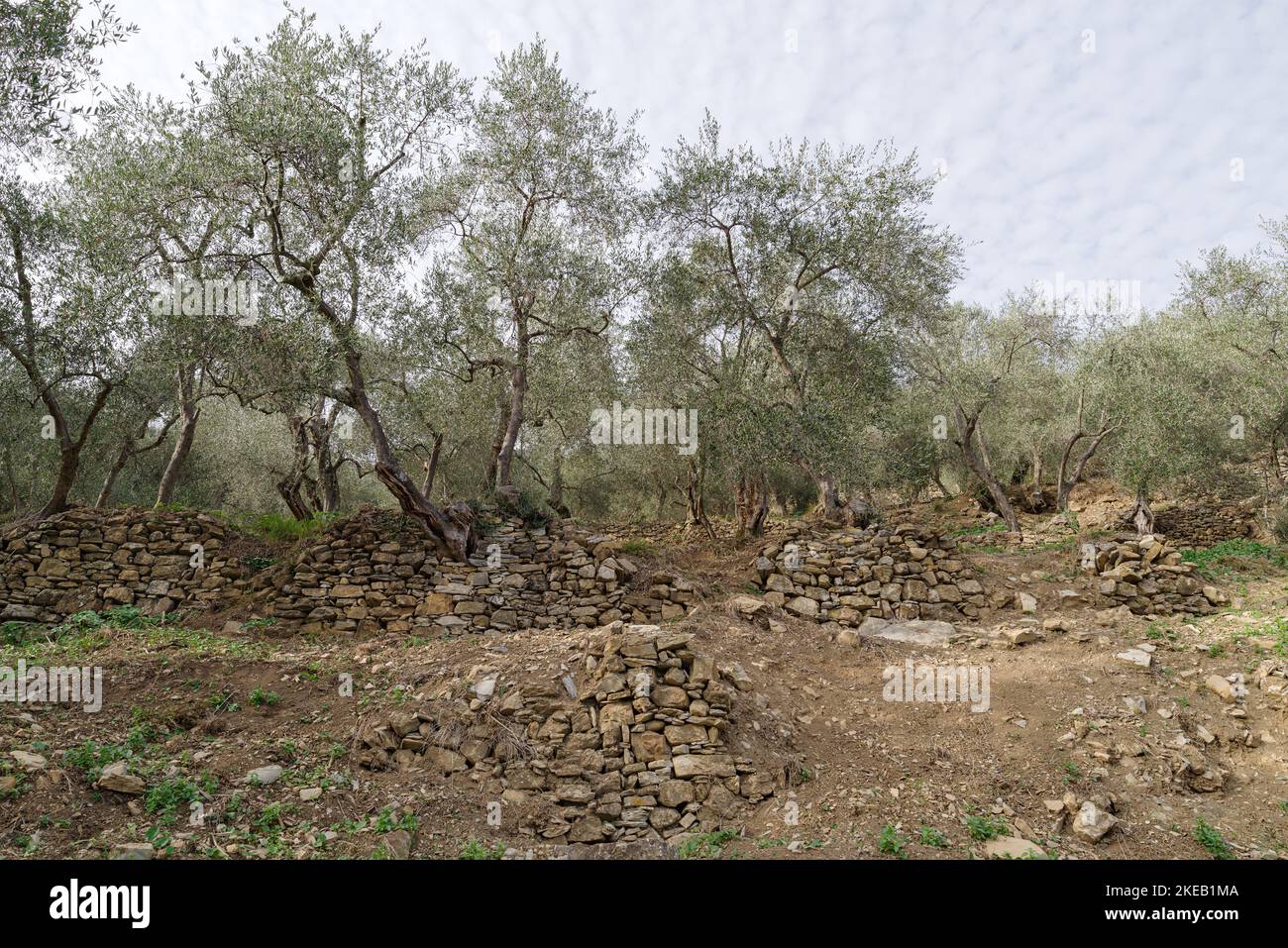 Terraced stone walls support olive trees on the hillside, Province of ...