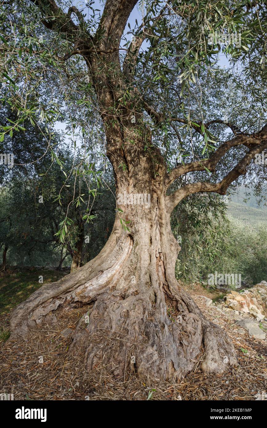 Old olive tree trunk roots and branches Stock Photo - Alamy