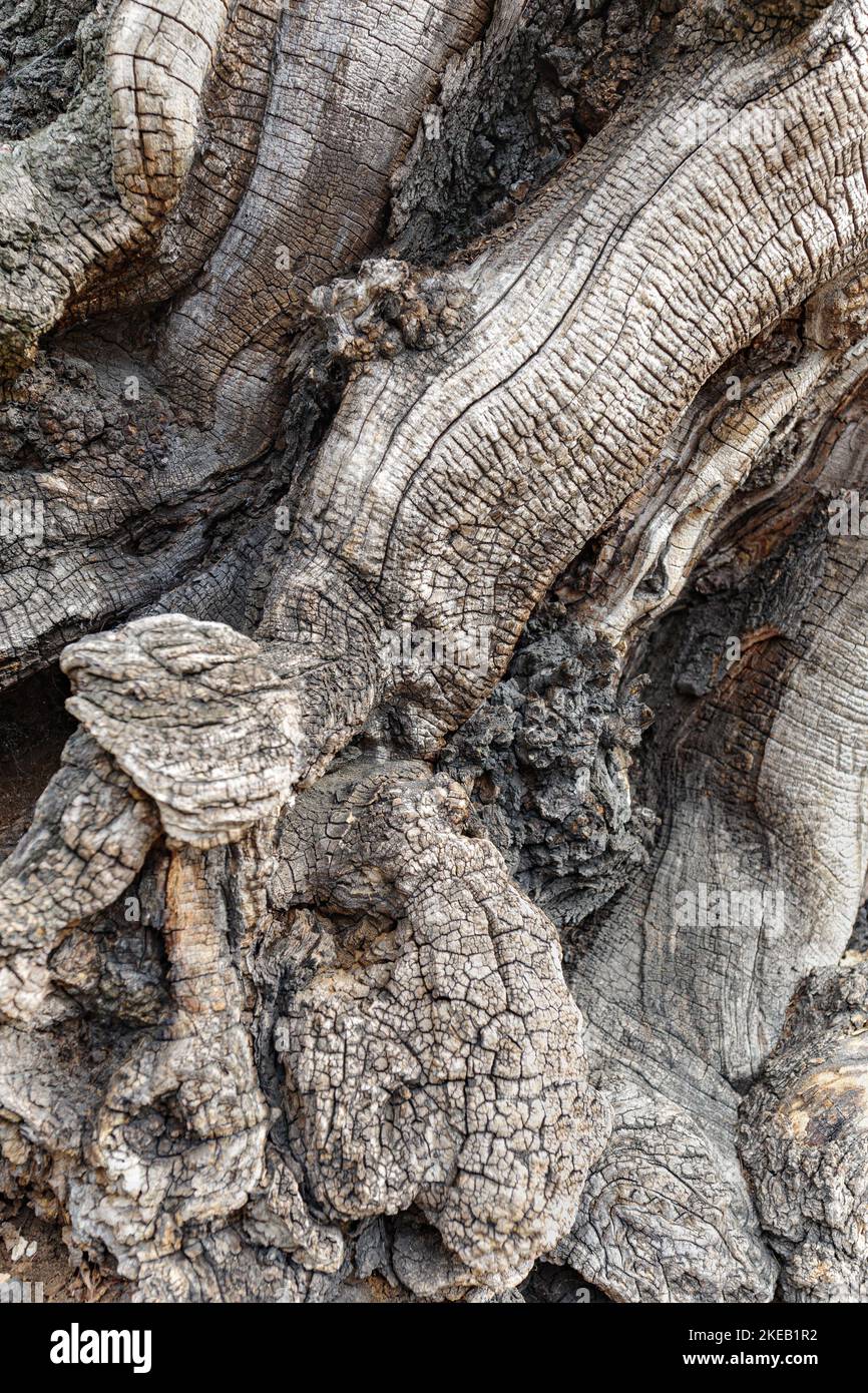 Black Locust bark (Robinia Pseudoacacia) in close up Stock Photo - Alamy