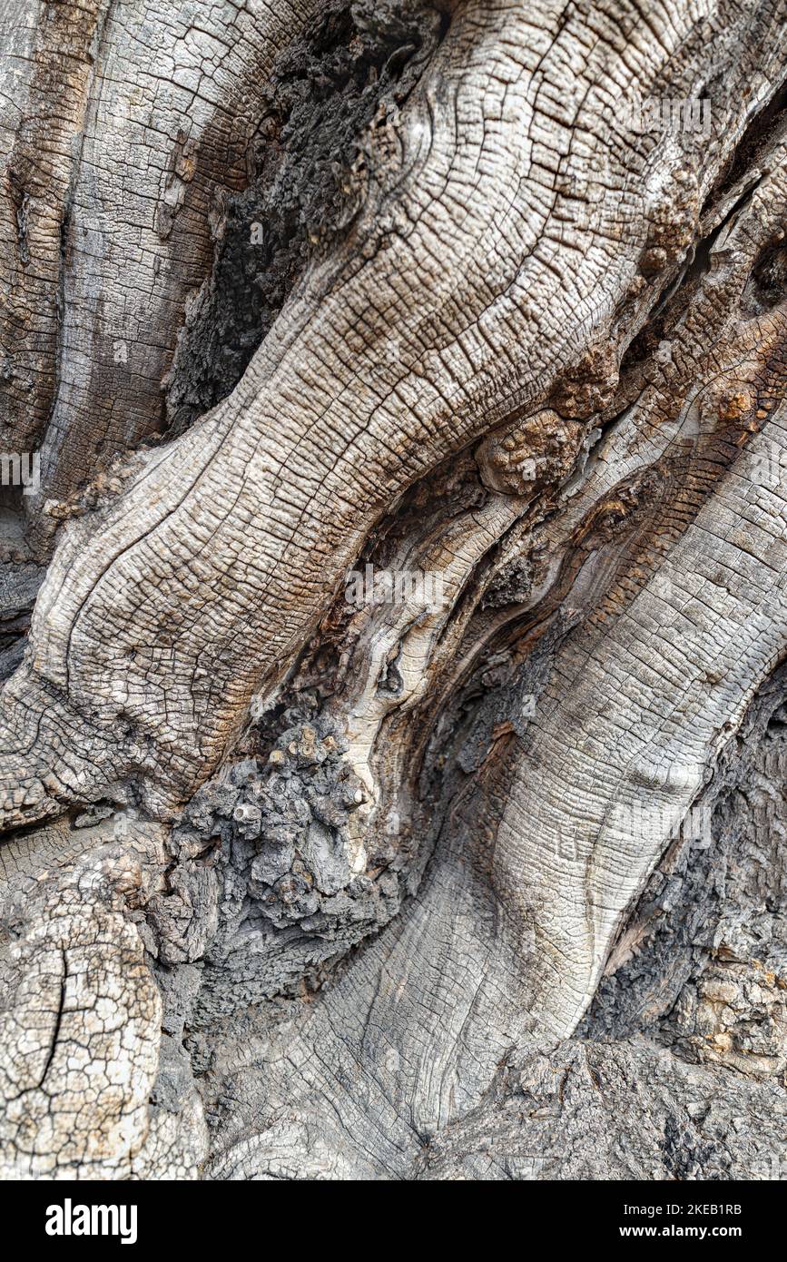 Black Locust bark (Robinia Pseudoacacia) in close up Stock Photo - Alamy