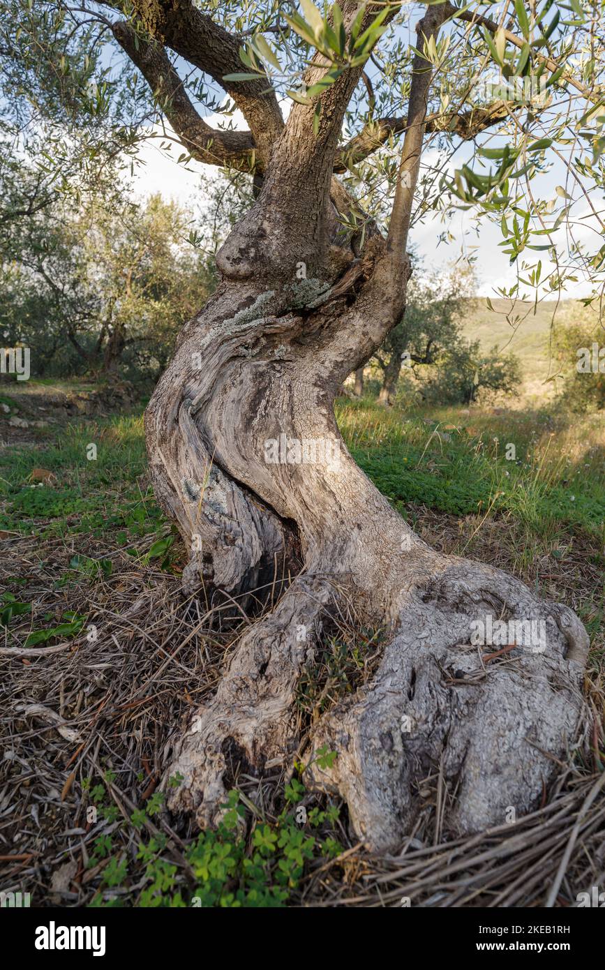 Old olive tree trunk roots and branches Stock Photo - Alamy