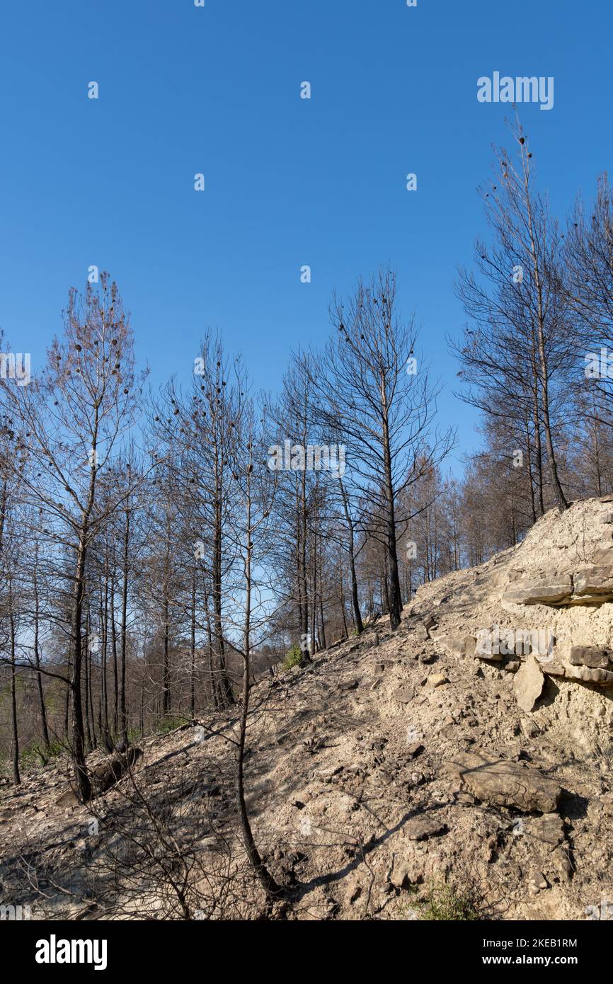 Burnt pine forest with whitish dry land slope, recent forest fire Stock ...