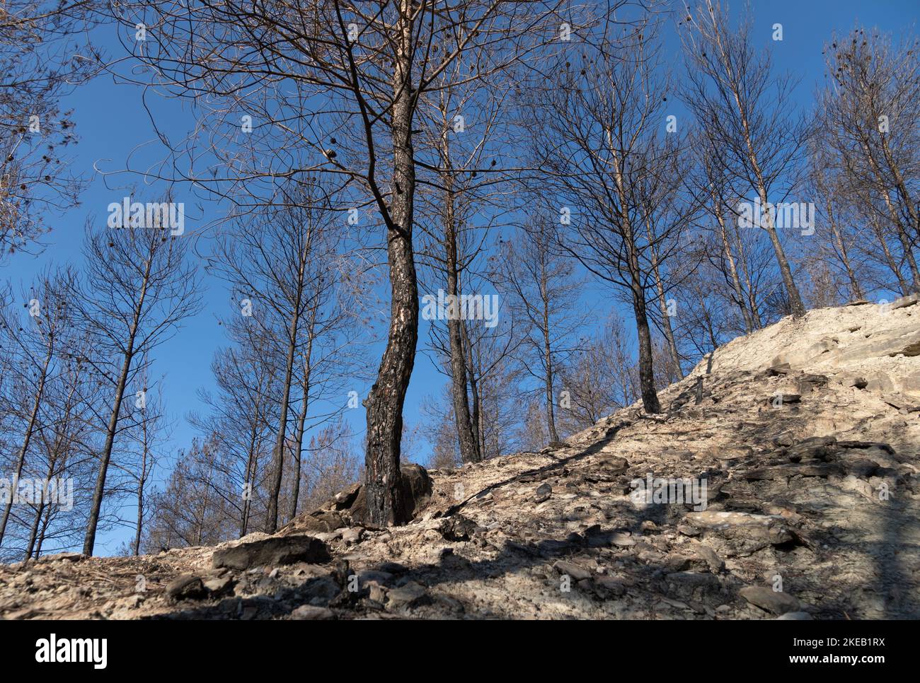 Burnt pine forest with whitish dry land slope, recent forest fire Stock ...