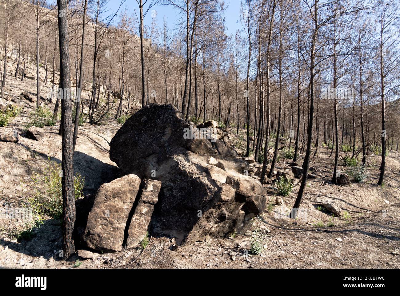 Rock and stones among the trees burned by fire Stock Photo - Alamy