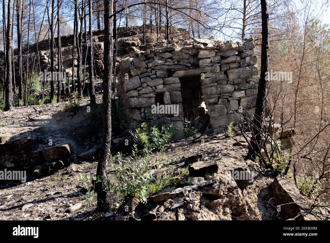 Old shelter built in stone next to pine trees burned by fire Stock ...