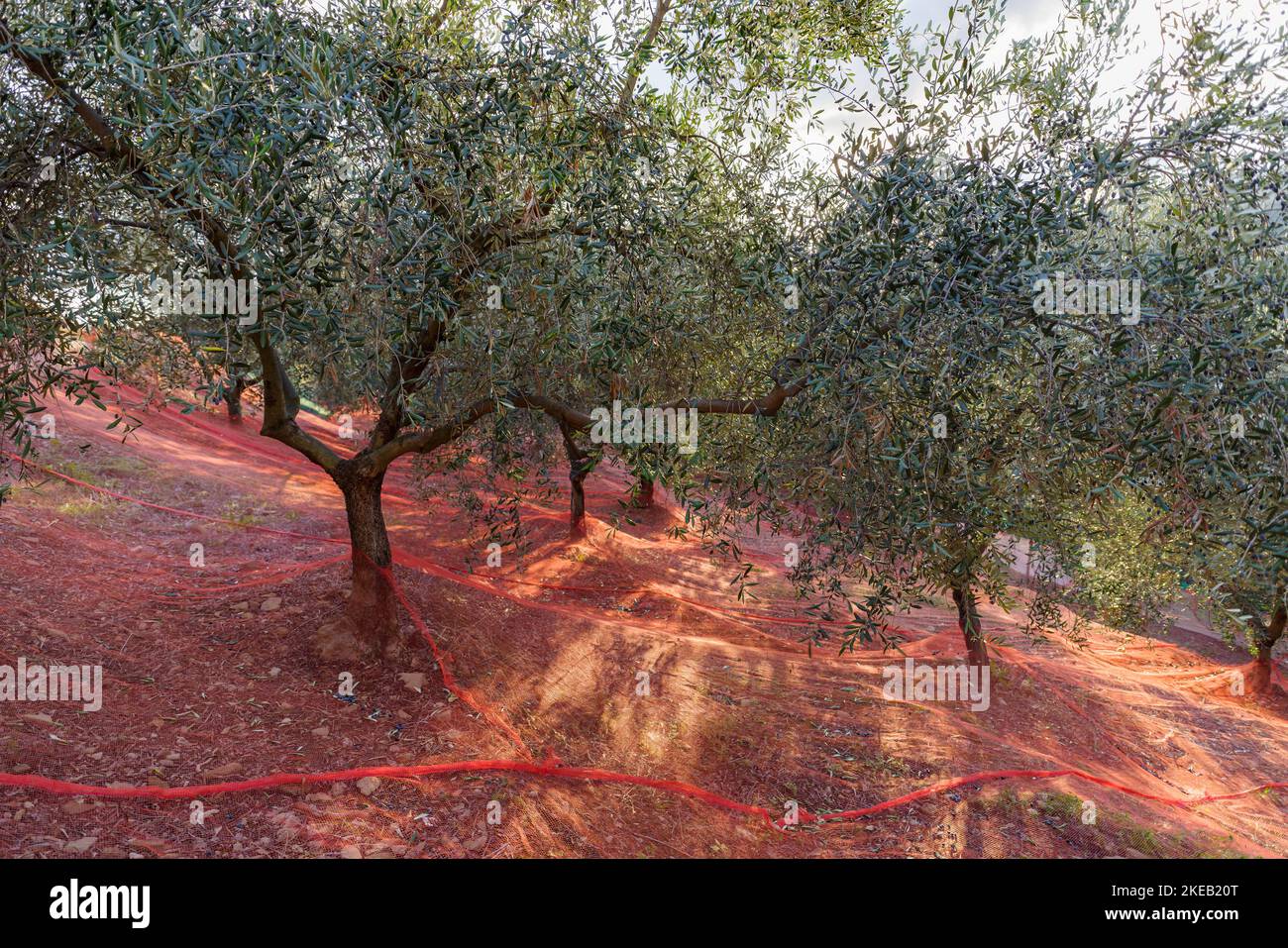 Olive tree being harvested Stock Photo - Alamy