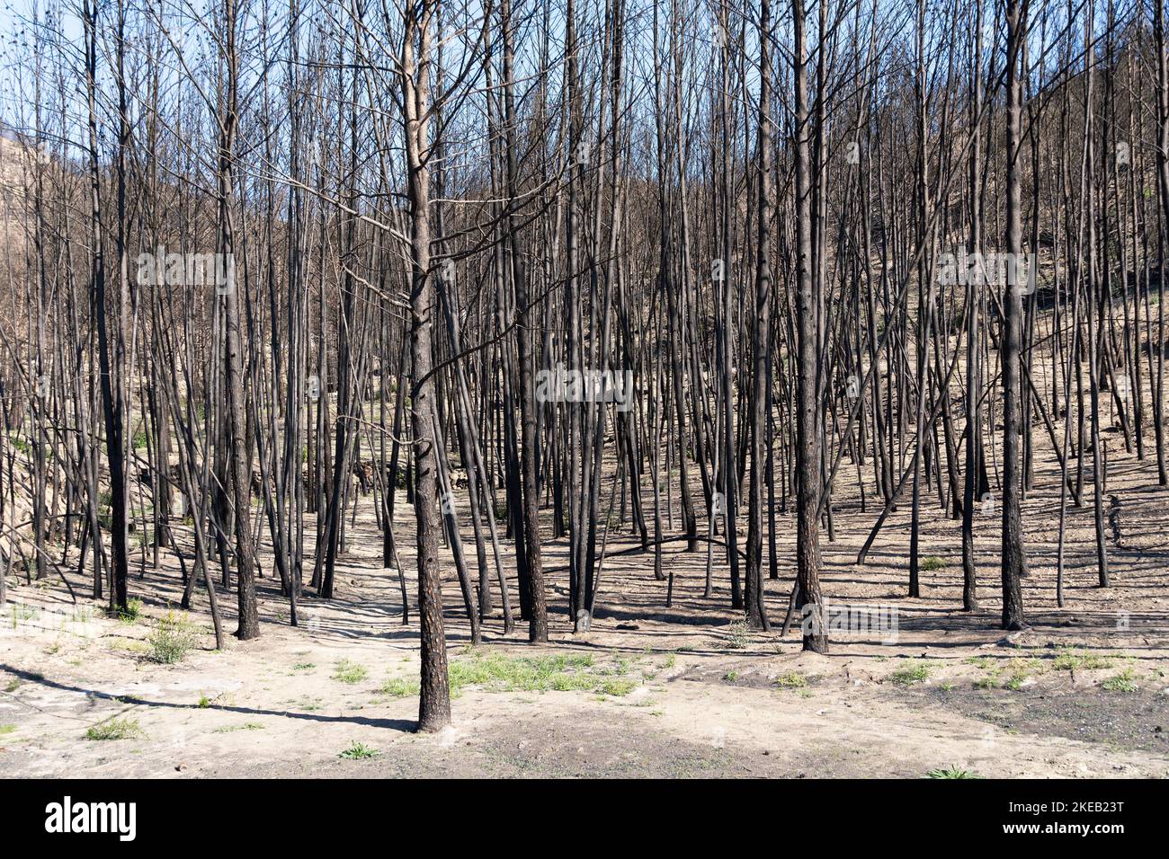 Young pine trees burned by forest fire, small forest burned by fire ...