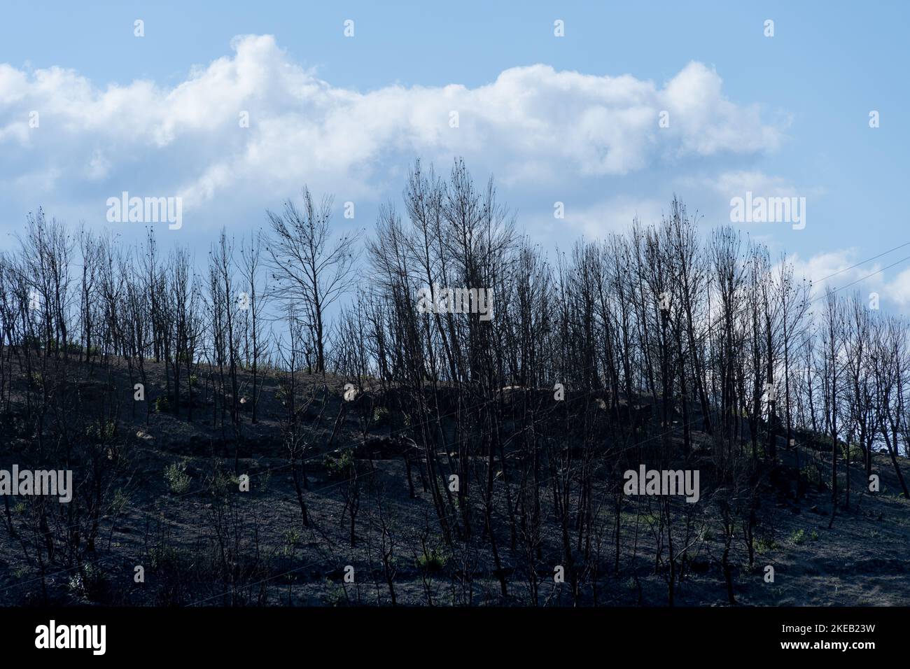 Hill of fine pine trees burned by fire with a large cloud in the ...