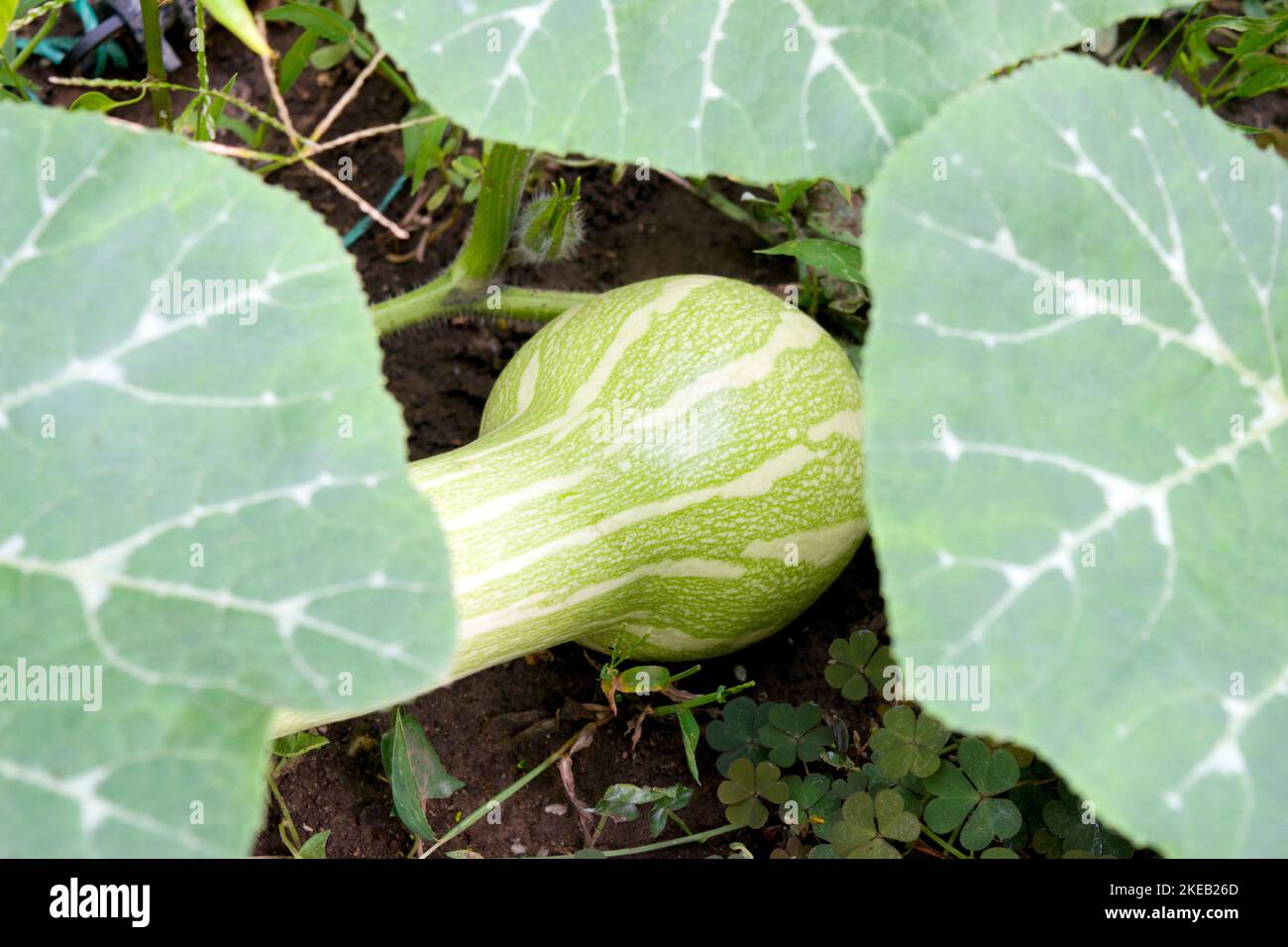 A green long pumpkin growing on the ground attached to the vine, a ...