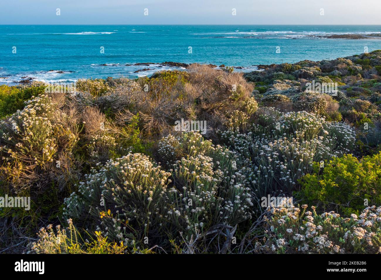 Typical coastal fynbos vegetation in the Cape Agulhas region. L'Agulhas ...