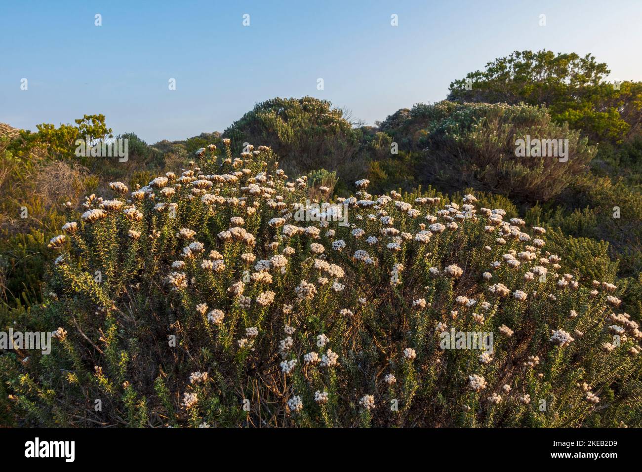 Typical coastal fynbos vegetation in the Cape Agulhas region. L'Agulhas ...