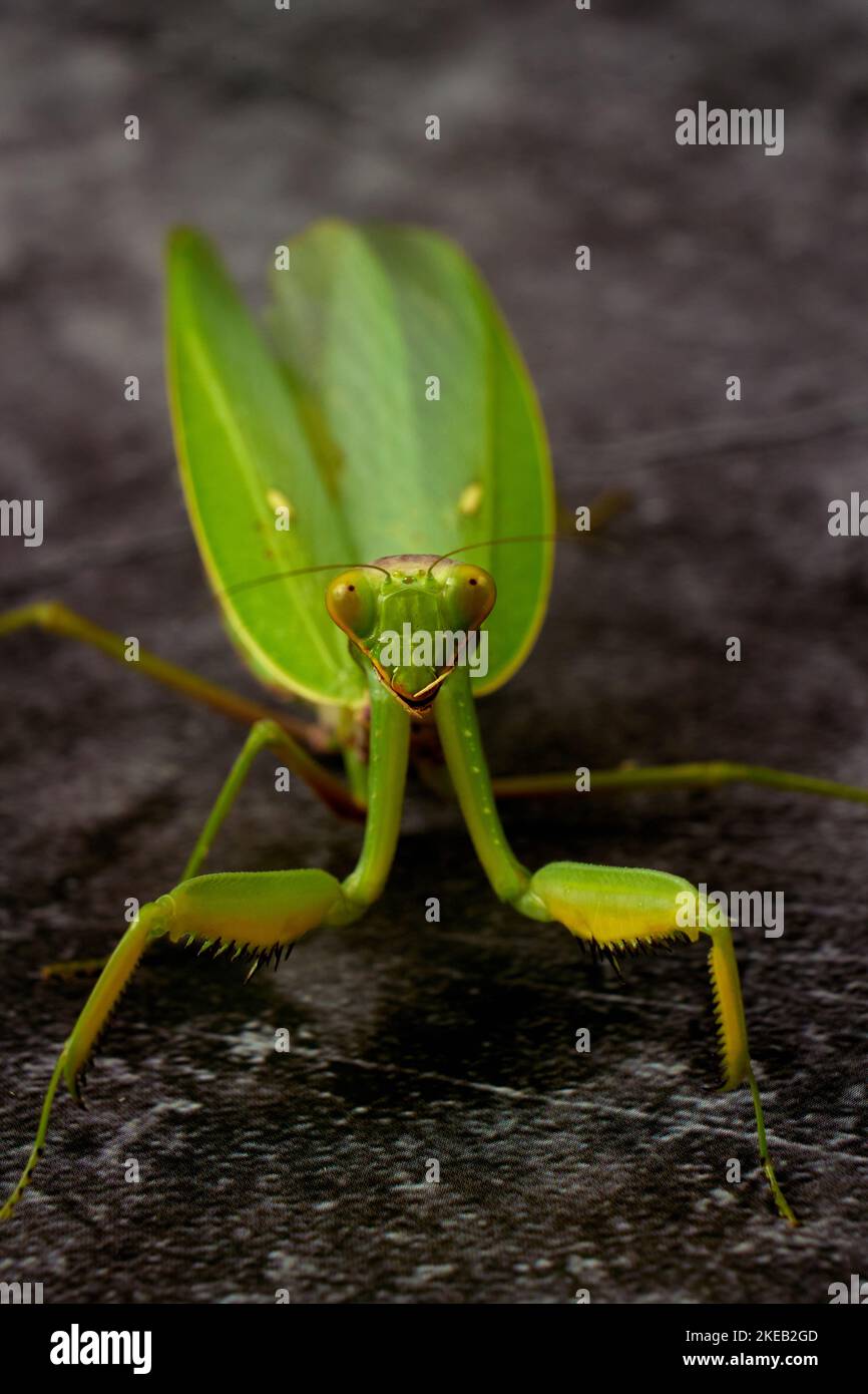 Cute large green praying mantis on a darck background Stock Photo - Alamy