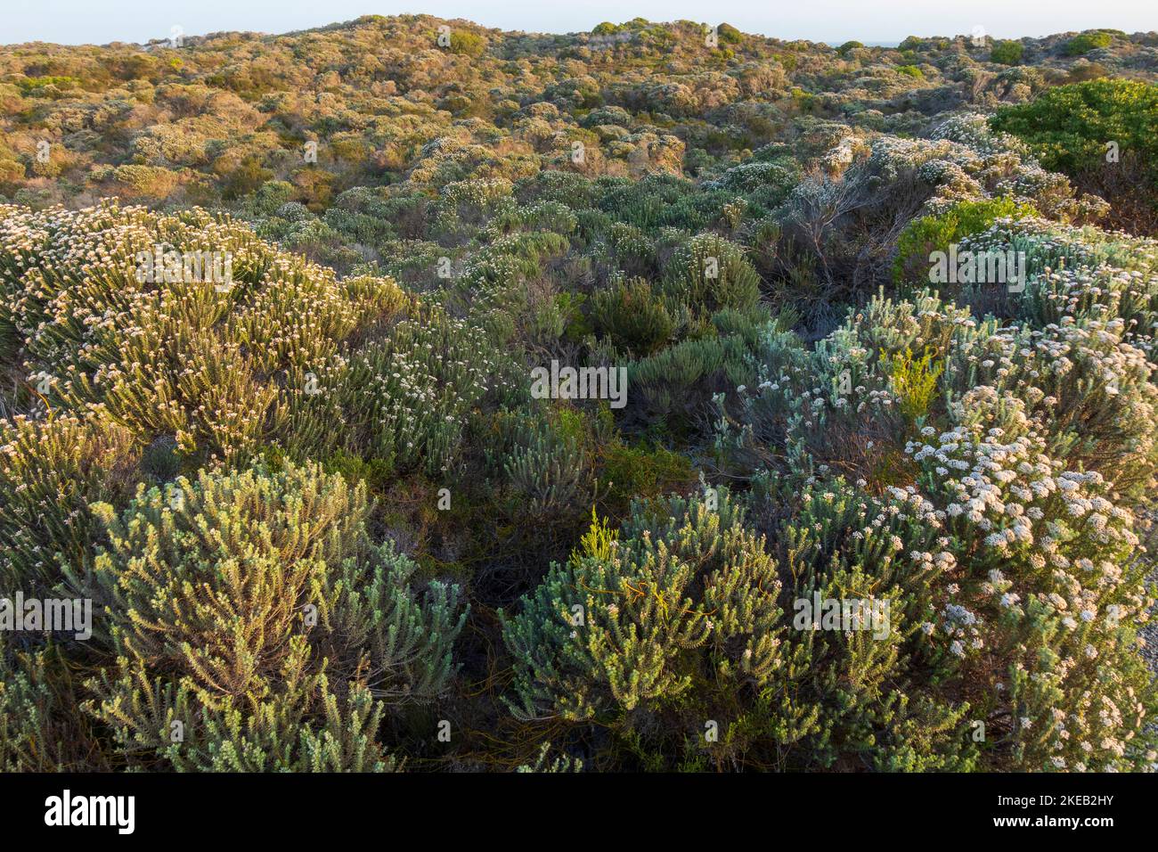 Typical coastal fynbos vegetation in the Cape Agulhas region. L'Agulhas ...