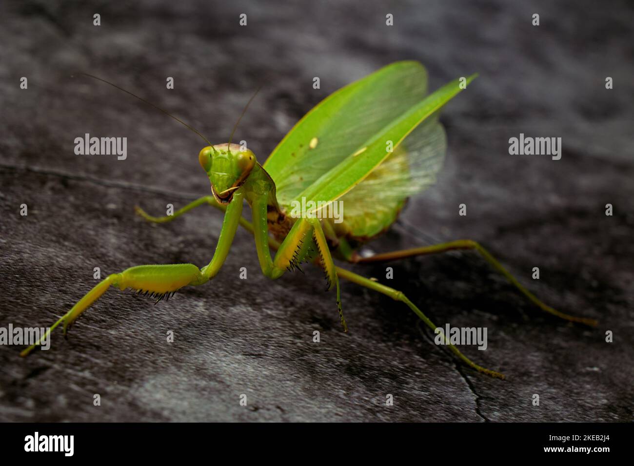 Large green praying mantis on a darck background Stock Photo - Alamy