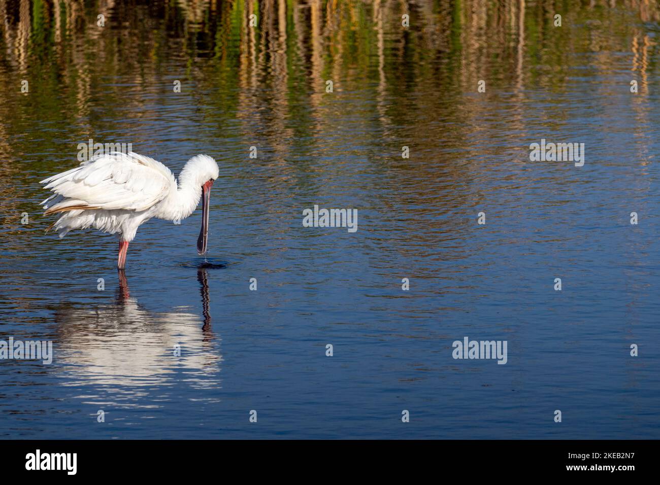 African spoonbill (Platalea alba) at West Coast National Park. Western ...