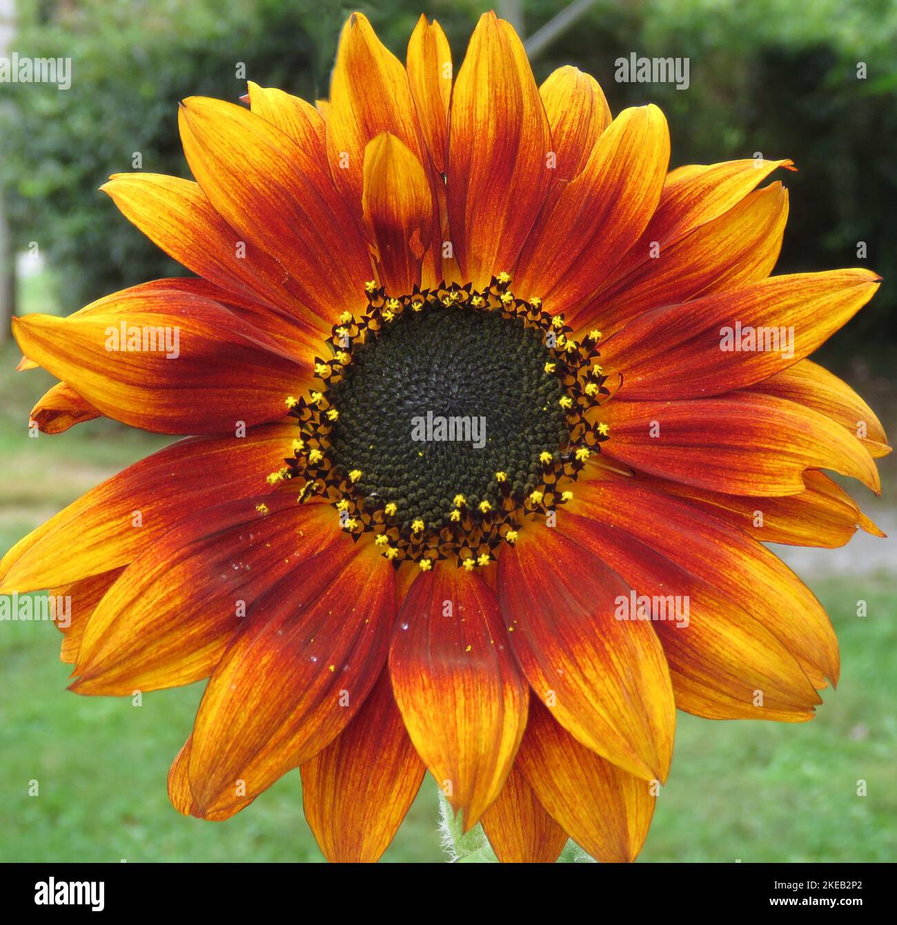 Gold sunflower hi-res stock photography and images - Alamy