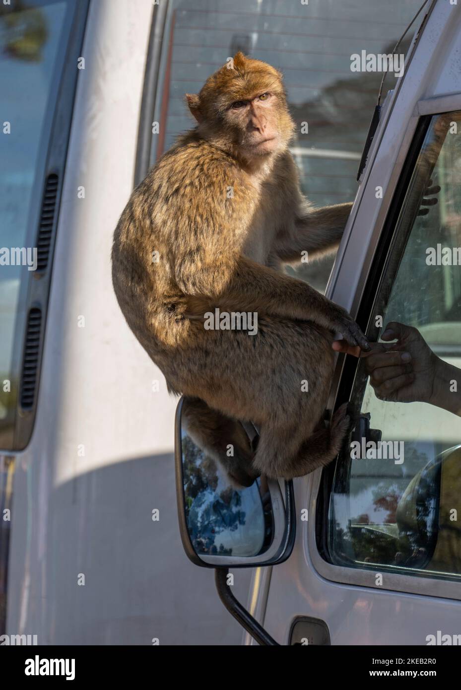 A wild monkey in Gibraltar, United Kingdom sits on an external mirror ...