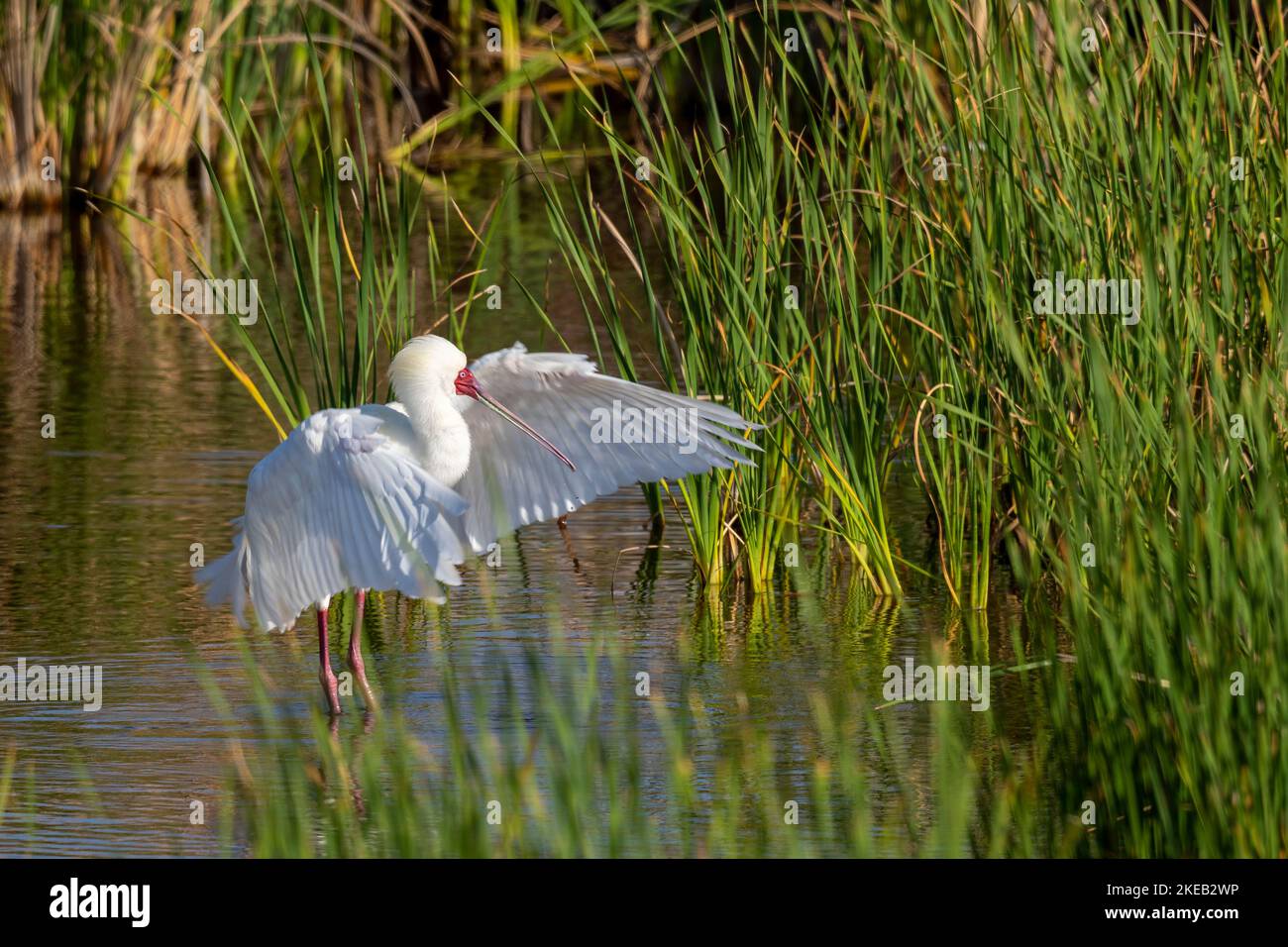 African spoonbill (Platalea alba) at West Coast National Park. Western ...