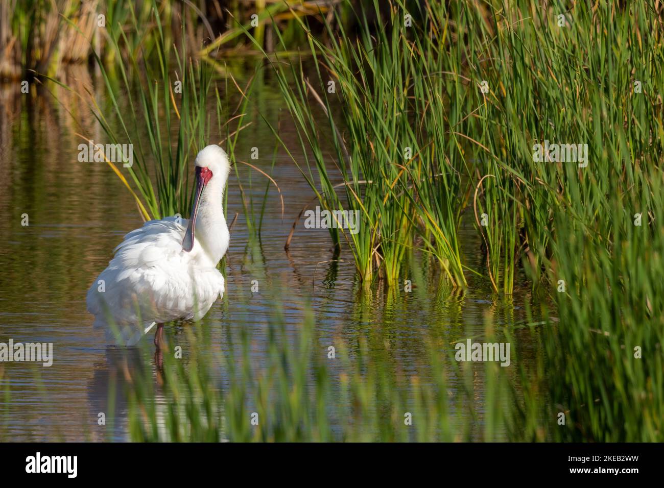 African spoonbill (Platalea alba) preening itself at West Coast ...