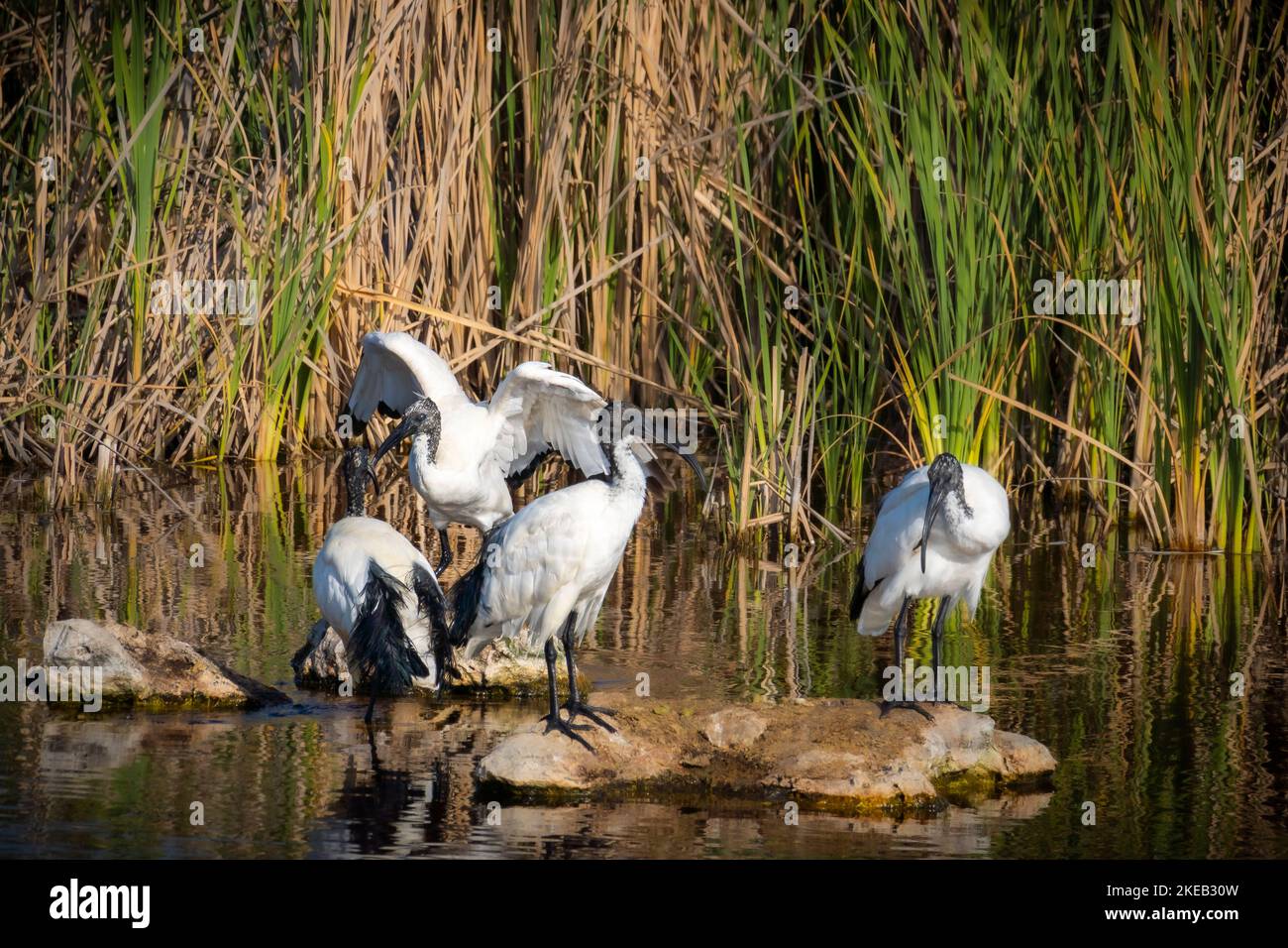 African sacred ibis (Threskiornis aethiopicus). West Coast National ...