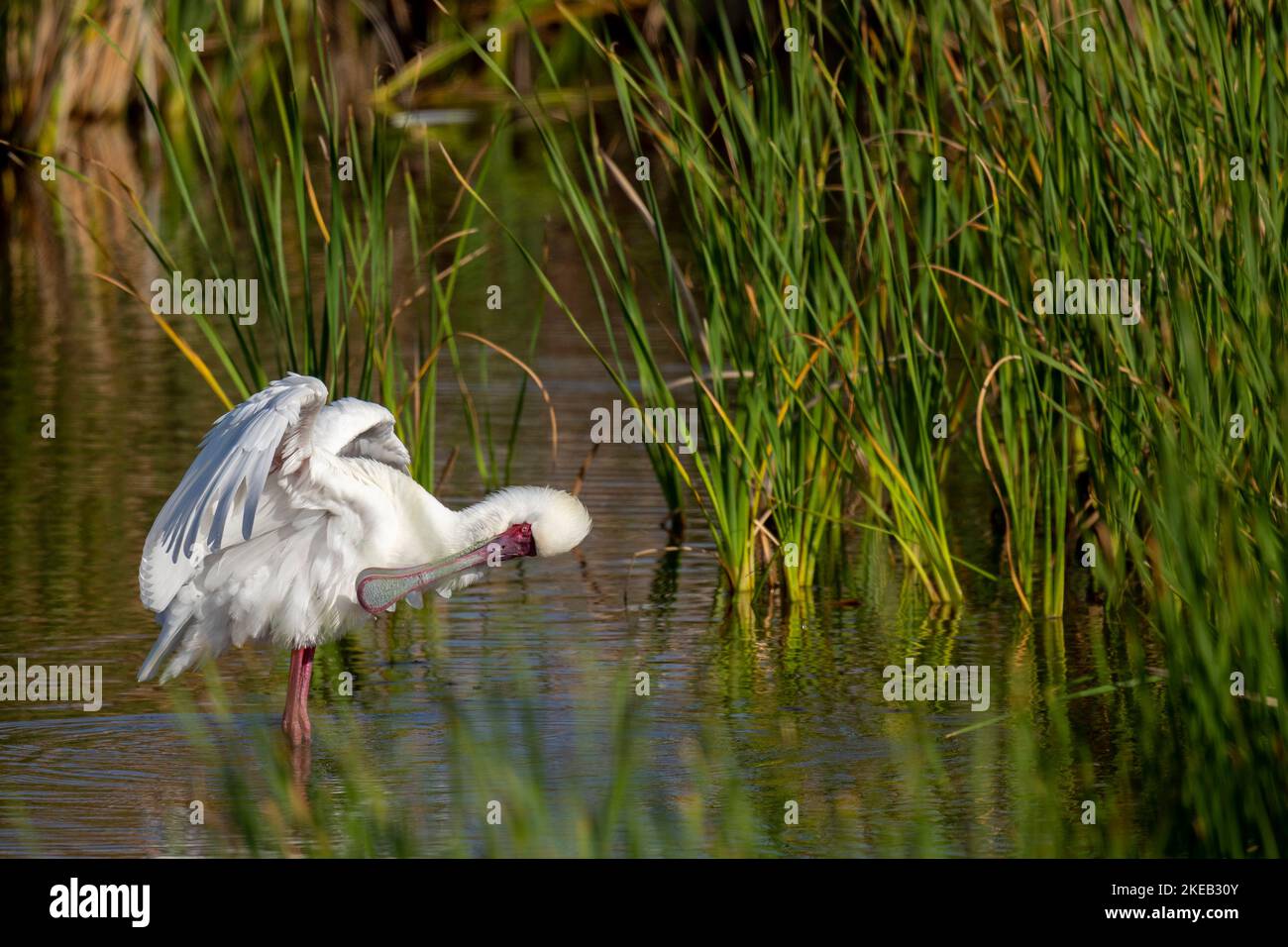 African spoonbill (Platalea alba) preening itself at West Coast ...