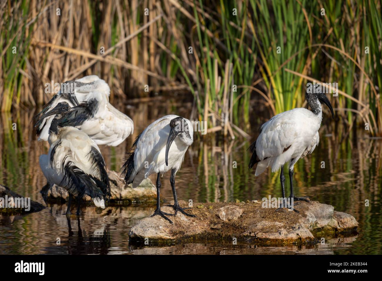 African sacred ibis (Threskiornis aethiopicus). West Coast National ...