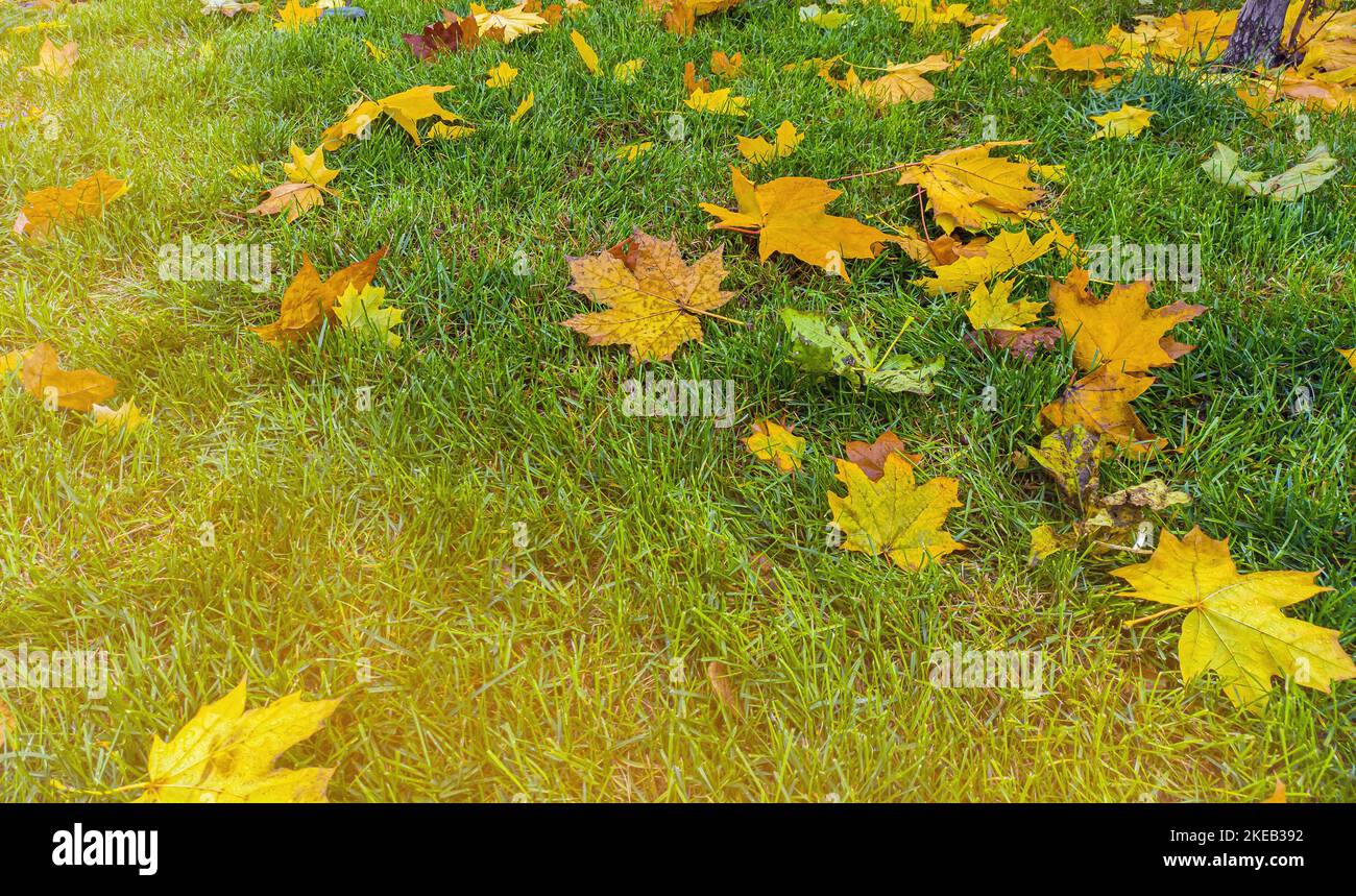 Colorful autumn leaves on green grass field. Autumn scene with falled ...