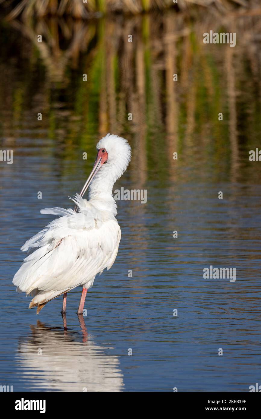 African spoonbill (Platalea alba) preening itself at West Coast ...