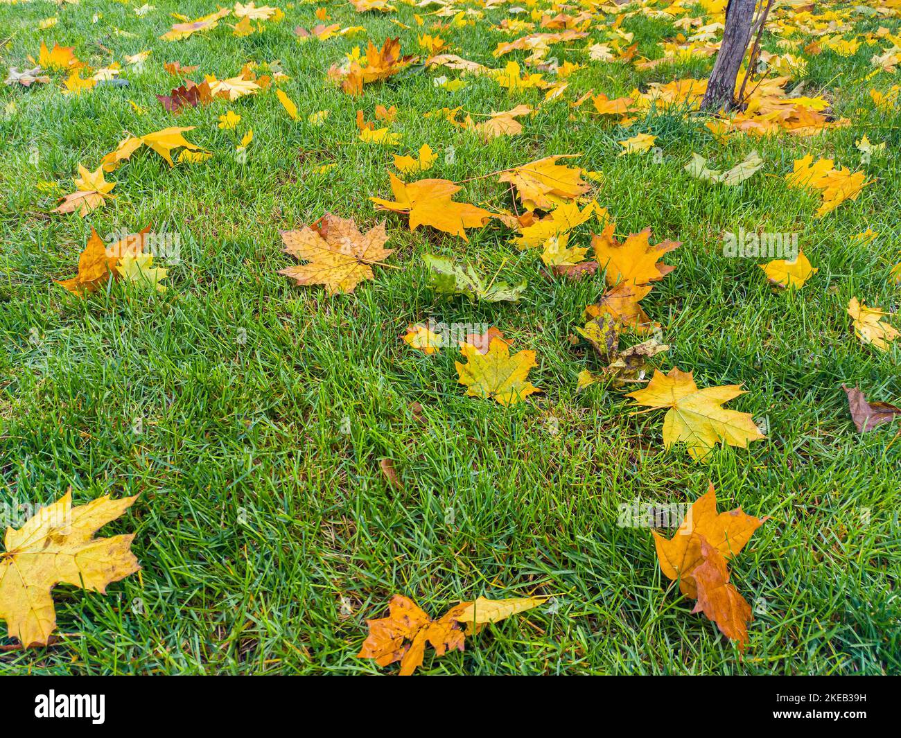 Colorful autumn leaves on green grass field. Autumn scene with falled ...