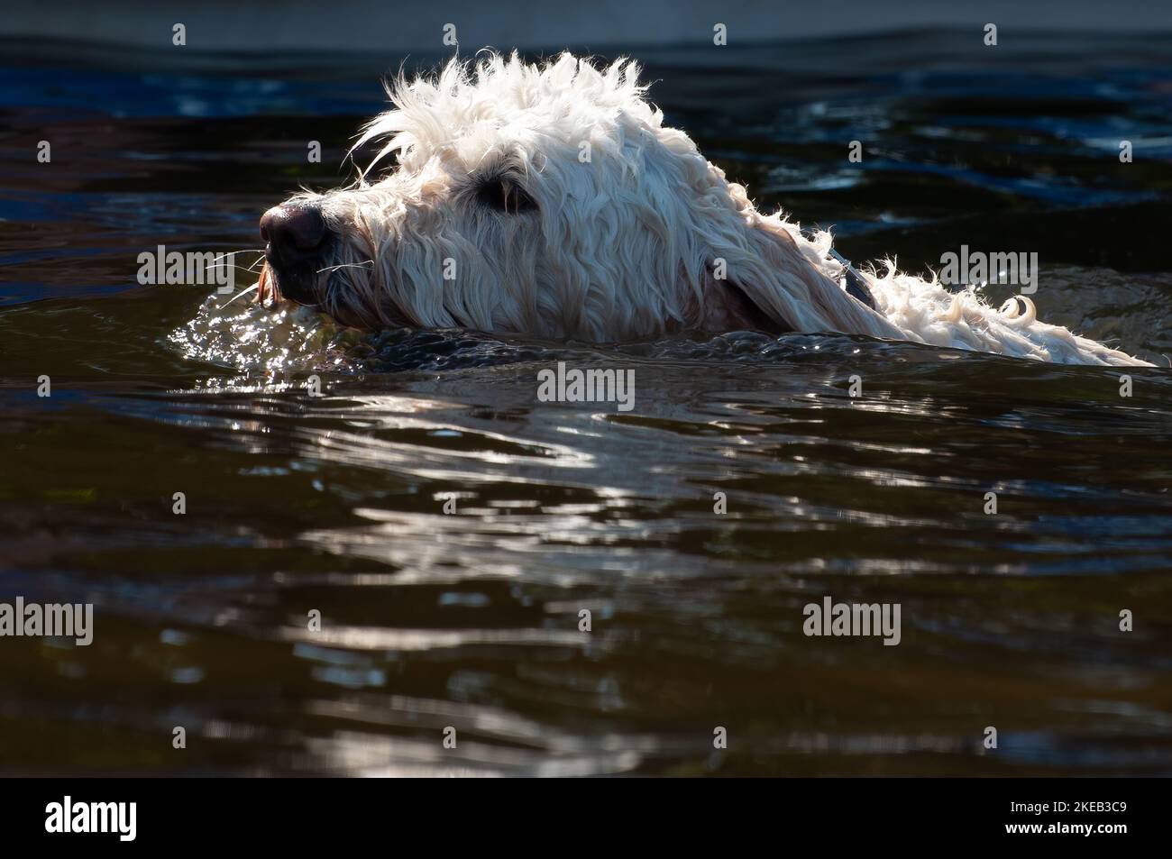 A fluffy white Labradoodle swimming head up out of the choppy water ...