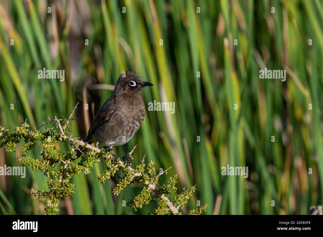 Cape bulbul (Pycnonotus capensis). West Coast National Park. Western ...
