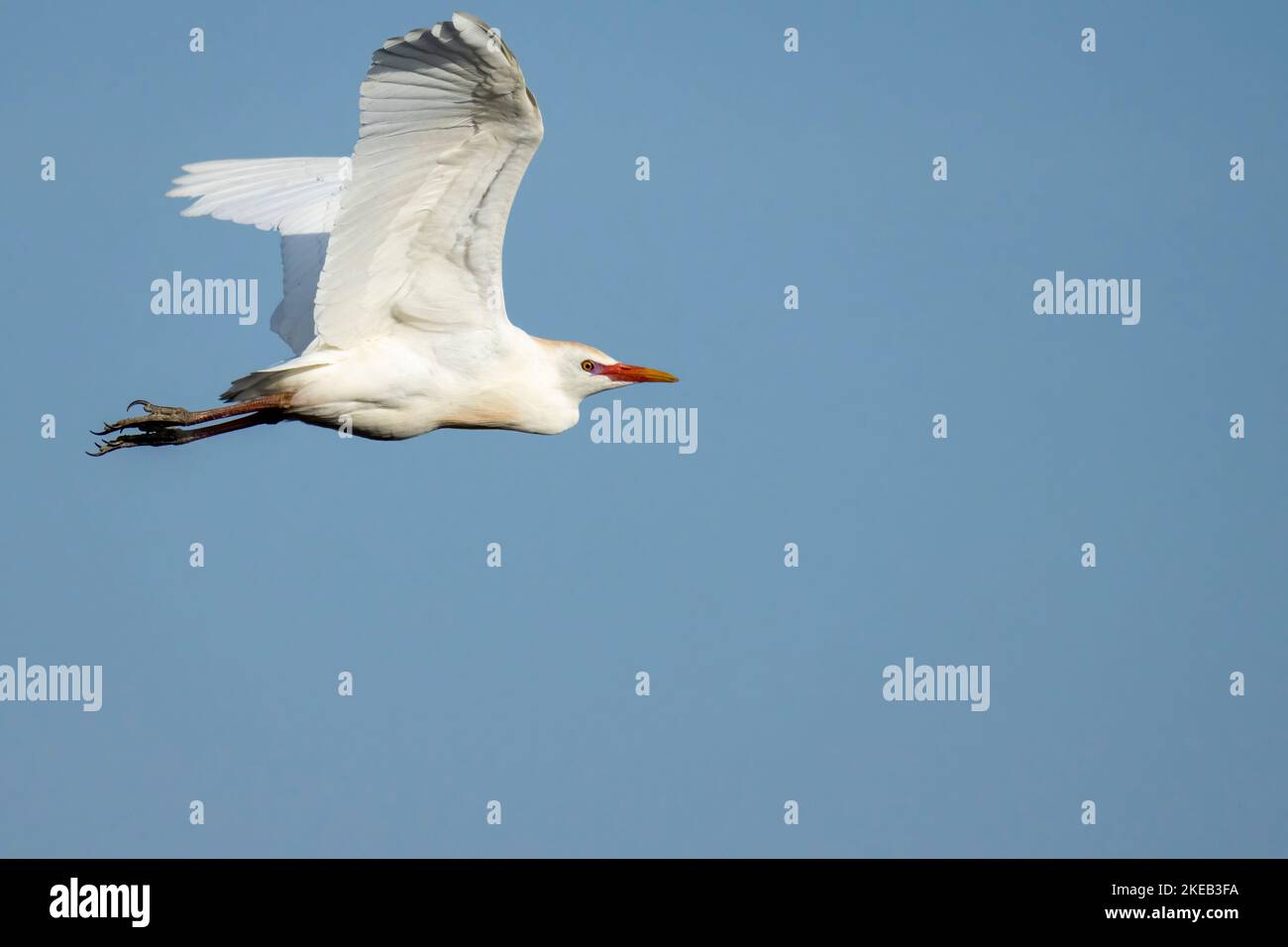 Western cattle egret (Bubulcus ibis) in flight (flying). West Coast ...