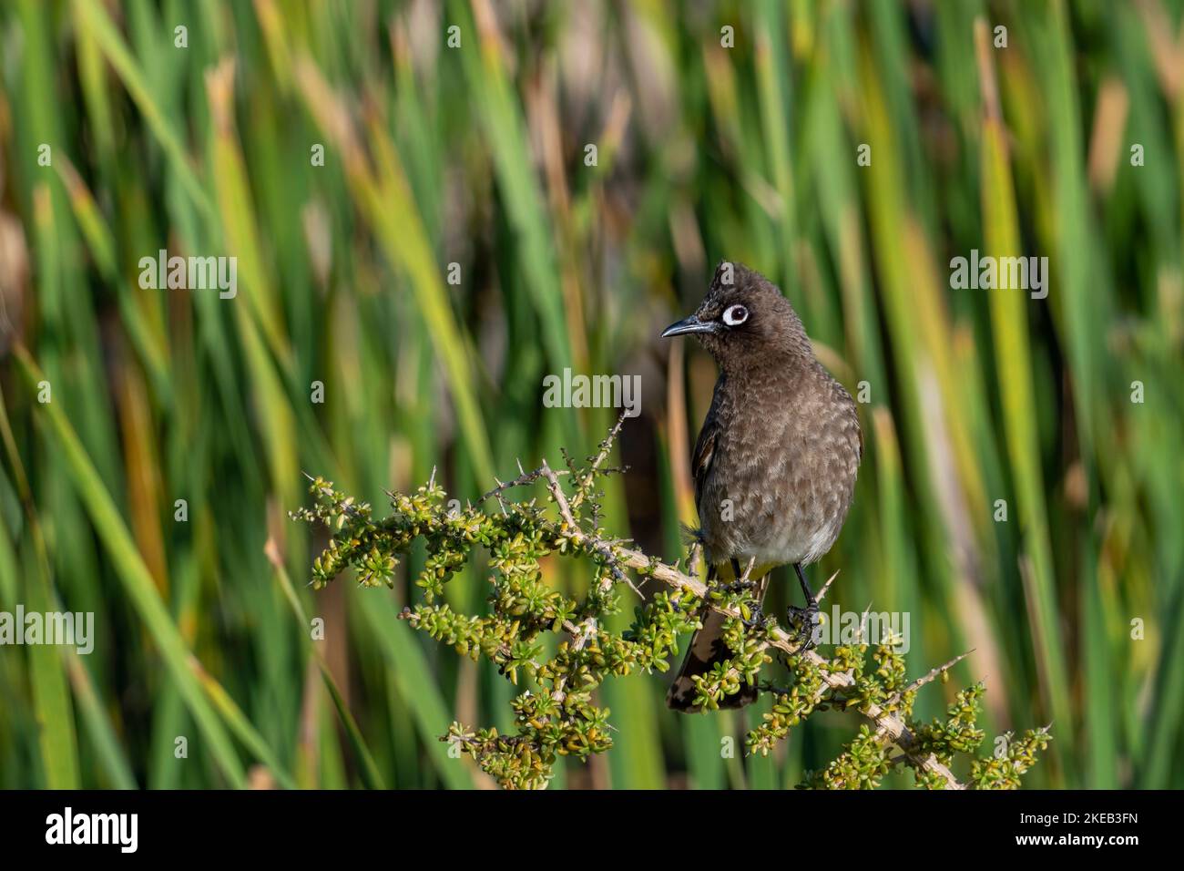 Cape bulbul (Pycnonotus capensis). West Coast National Park. Western ...