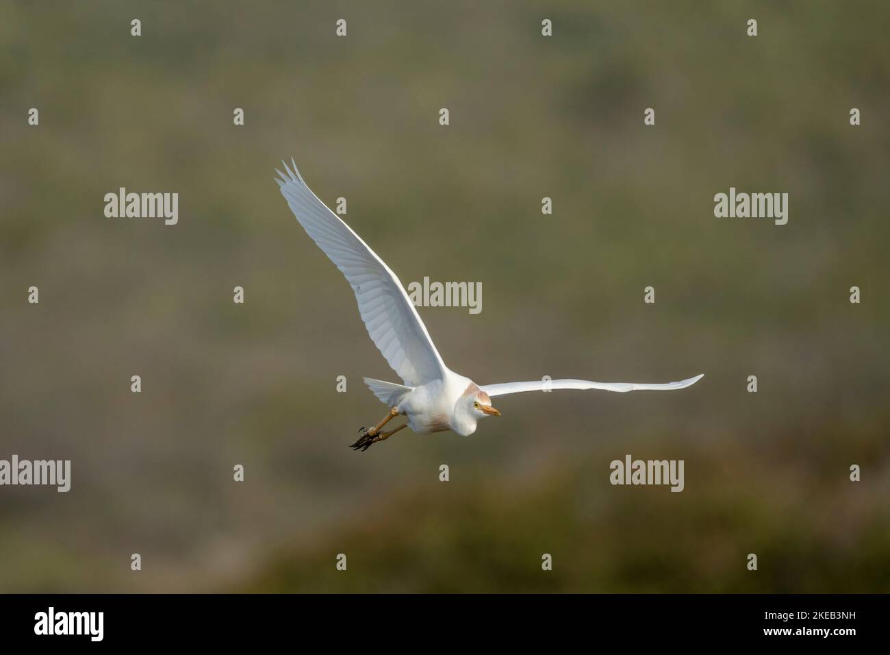 Western cattle egret (Bubulcus ibis) in flight (flying). West Coast ...